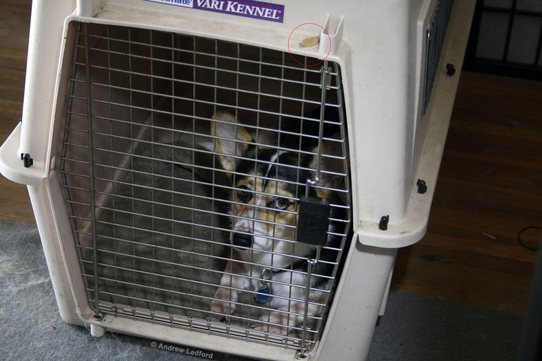 Dog Training Crates for Housebreaking, Potty Training, and Behavior ...